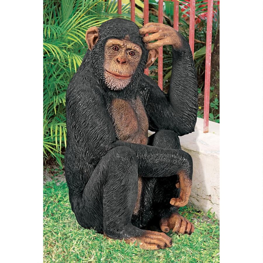 Design Toscano Chauncey the Confused Chimp Garden Monkey Statue ...