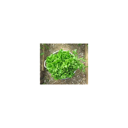 Lettuce Tango Great Heirloom Vegetable by Seed Kingdom Bulk 1 Lb Seeds ...