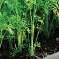 Burpee Short 'n Sweet Carrot, Plant Seeds for Home Garden - Walmart.ca