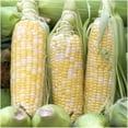 BULK Peaches & Cream SWEET Corn Seeds UNTREATED | Non-GMO | Fresh ...