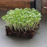 Mountain Valley Seed Company White Stem Pak Choi Cabbage Seeds, 5 Lb ...