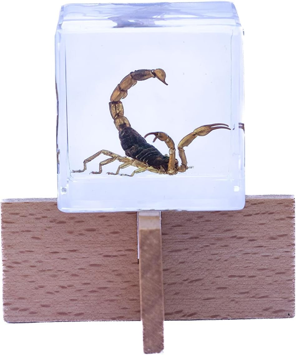 Real Insect Brown Scorpion Paperweight with Wooden Display Stand for ...