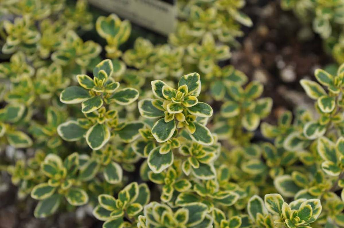 Golden Lemon Thyme Plant - Bright Golden-Edged Leaves - Live Plant - 3 ...