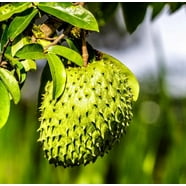 Red Cherimoya (custard apple) TREE GRAFTED. Ships free to all states in ...