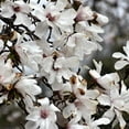 TriStar Plants Magnolia 'Merrill Loebner', 1 Gallon Pot, Flowering Tree ...