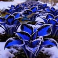Giant Hosta For Planting Ideal for Gardening Deer Resistant Variegated ...