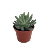 Little Jewel Desert Rose Succulent Plant - Pachyphytum compactum - 2.5 ...