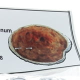 25 Clam Shell Disposable Aluminum Foil Clam Food Shells Seafood ...