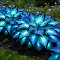 Midnight Blue Hosta-Bulbs For Planting-Premium Garden Stakes Perfect ...