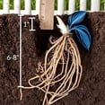 Midnight Blue Hostas--Easy to Grow-Variegated Foliage For Borders ...