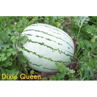 Fresh Whole Raw Sugar Baby Watermelon Seeds, Citrullus lanatus Fruit ...