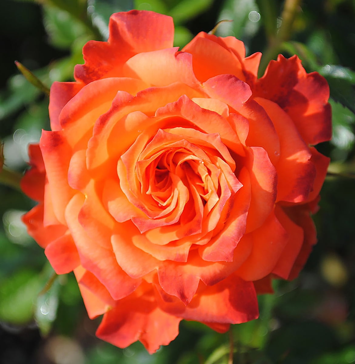 Mandarin Sunblaze® Miniature Rose Bush - 4" Pot - Walmart.com