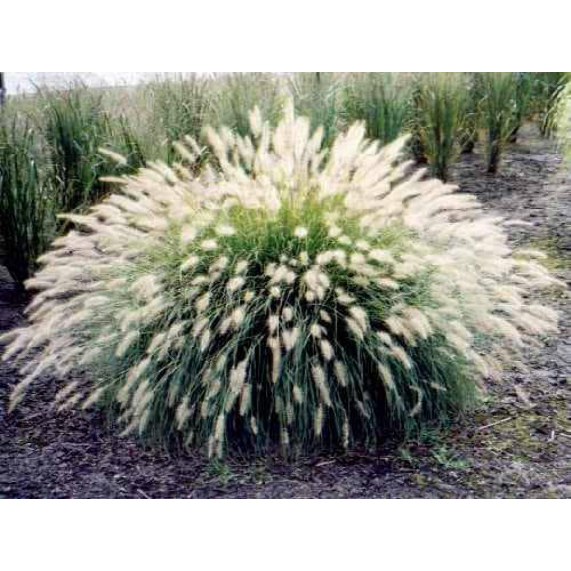 Click here for Seedville Usa 30 White Fountain Grass Pennisetum V... prices
