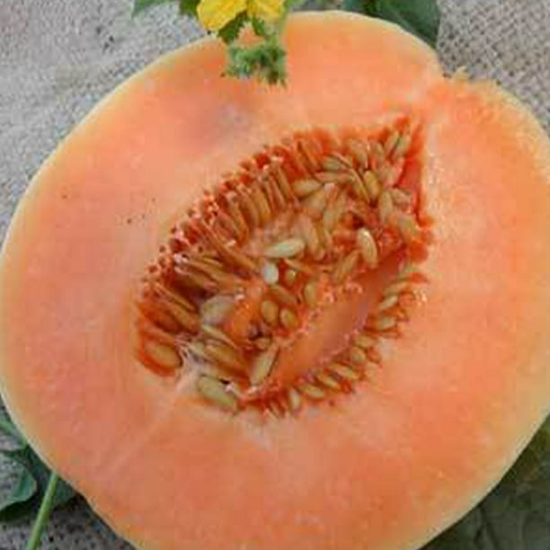 Organic Honey Dew Orange Flesh Melon - 1/4 LB Bulk ~4,000 Seeds ...