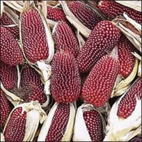 100 Seeds Colorful Ornamental INDIAN CORN WAMPUM Zea Mays Vegetable ...