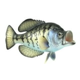 Lifelike 15" Freshwater Crappie Fish Resin Plaque Sunfish Wall Mount ...