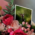 3drose, Angel Wings Hummingbird in Flight Art Image - Nature and ...