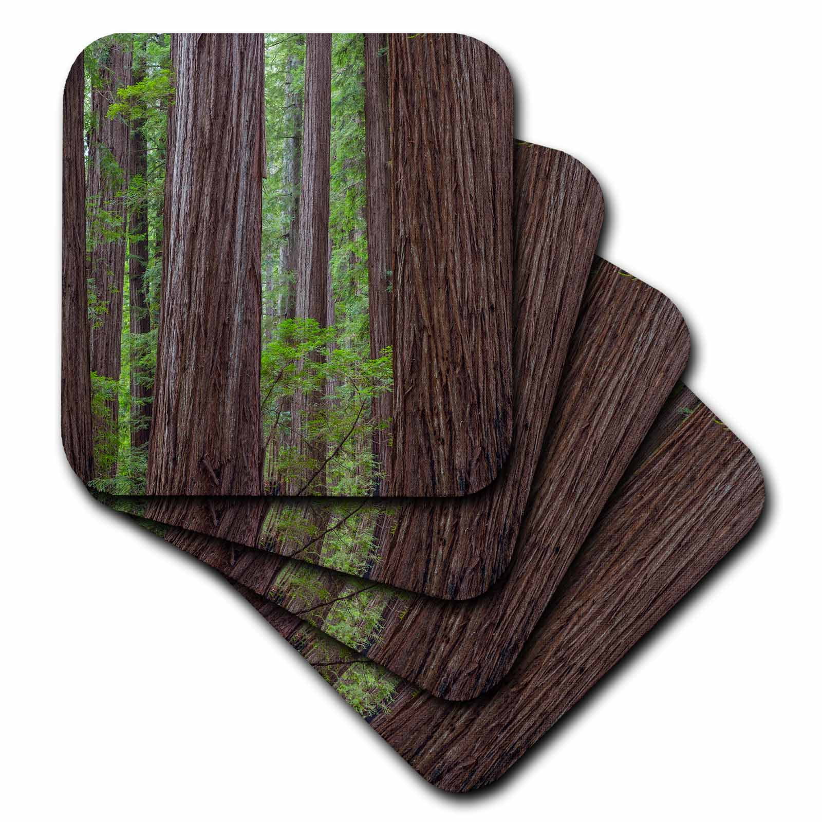 USA, California, Humboldt Redwoods State Park. Redwood tree scenic. set ...