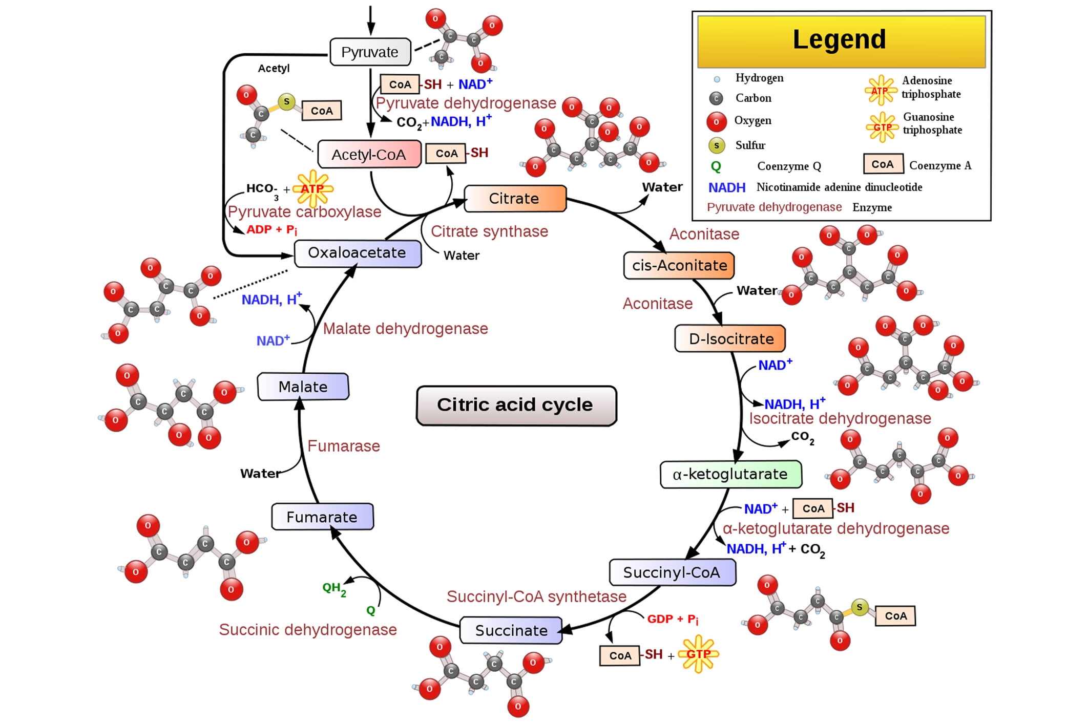 24x36 gallery poster, citric acid cycle - Walmart.com