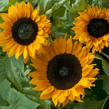 Sunflower Premier Orange F1 Seed - Walmart.com