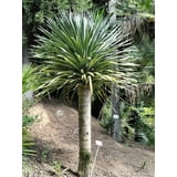 10 DRAGON TREE Dracaena Draco Canary Island Drago Blood Asparagus Yucca ...