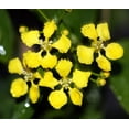 Butterfly Vine - Mascagnia macroptera - Indoors or Out - 4" Pot ...