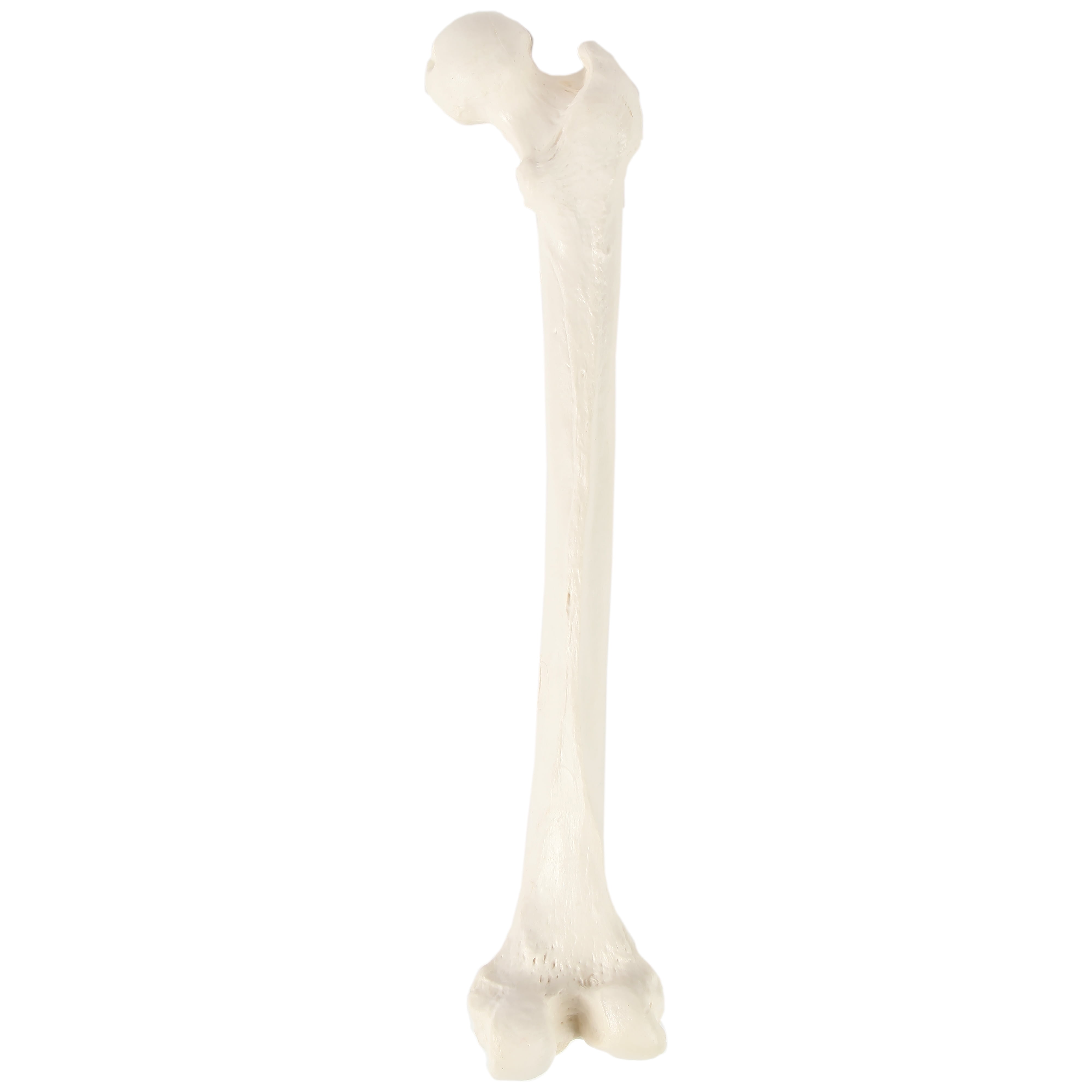 Real Leg Bones