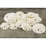 Bulk Set of 15 Imperfect Sand Dollars 2" - 3 1/4" | Ultimate Craft and ...