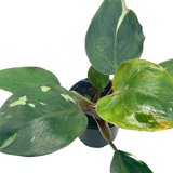 Philo White Knight, 4 inch, Rare Variegated Philodendron erubescens ...