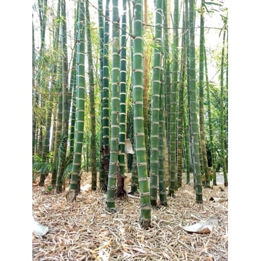50 Asian Wonder Bamboo Seeds Privacy Plant Garden Shade Exotic Screen ...