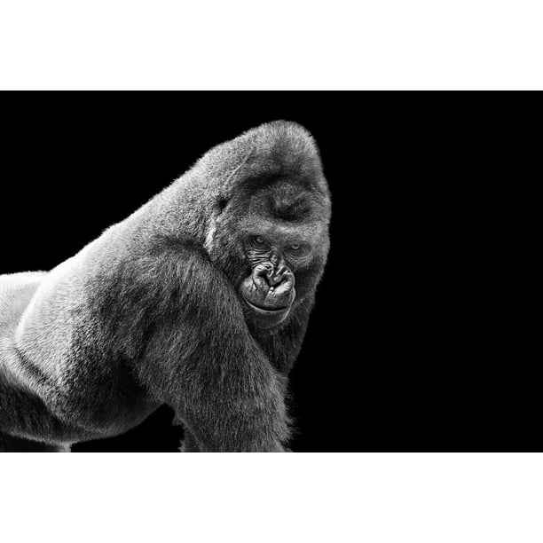 Adult Gorilla Staring Portrait Photo Pictures Of Gorillas Poster ...