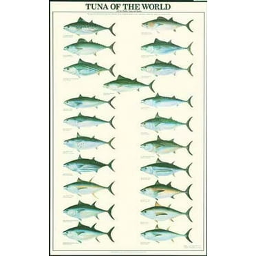 Fish Poster: Eastern Gamefish Poster Identification Chart - Walmart.com