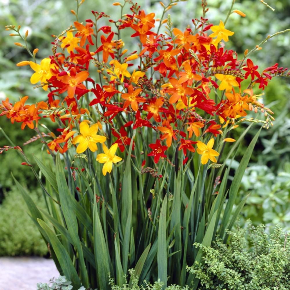 Click here for Tasc Flower Bulbs Montbretia Assorted (15 Bulbs) prices