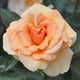 Heirloom Roses - Brandy™ Hybrid Tea Rose Bush - Orange Roses Live ...