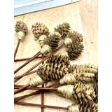 Mini Pine Cone, 9" Rattan Wood Reed Diffusers Replacement Sticks, 16 pk ...