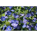 50 Creeping Blue Speedwell Veronica Repens Outdoor Plant Seeds for ...