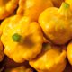 Sunburst Hybrid Summer Squash Garden Seeds - 10 Seed Packet - Non-GMO ...