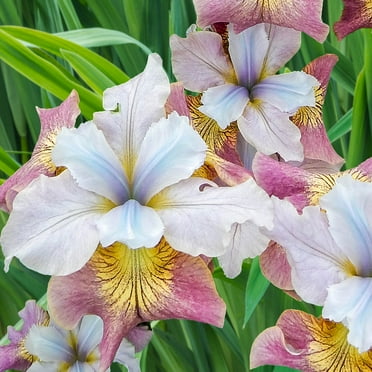 Outdoor How Audacious Siberian Iris, Dormant Bare Root Perennial Plants ...