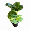 Fiddle Leaf Fig Tree Live Indoor Plant – 4 Inch Pot - Walmart.com