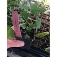 Chicago Hardy Fig Tree - Very Cold Hardy - Self Fertile - Live Plant ...
