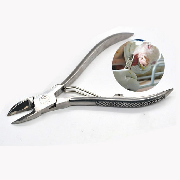 Piglet Teeth Cutter Stainless Steel Pig Tooth Cutter Stainless Steel ...
