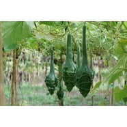 10 Dipper Gourd Seeds - Walmart.com