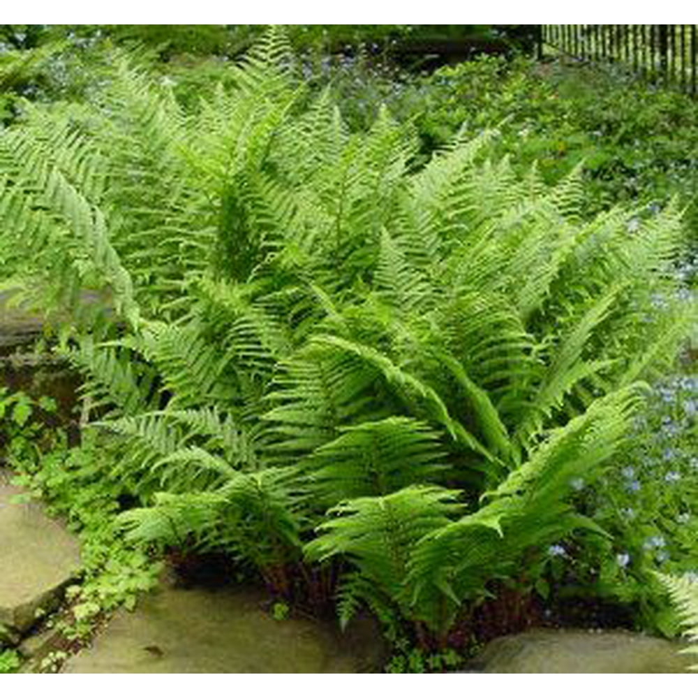 Hardy Lady Fern - Athyrium filix-femina - SHADE - Very Hardy! - 4" Pot ...