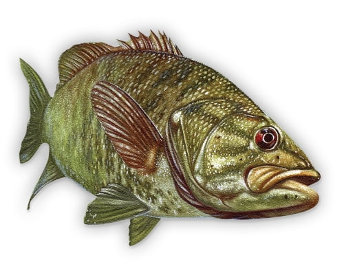 Smallmouth Bass - 8" Vinyl Sticker - For Car Laptop I-Pad - Waterproof ...