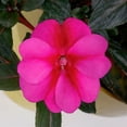 2.5 inch Next Generation Live Annual Sunpatiens® Compact Purple Candy ...