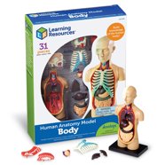 3B Anatomical Model - 5-Part Classic Brain - Walmart.com