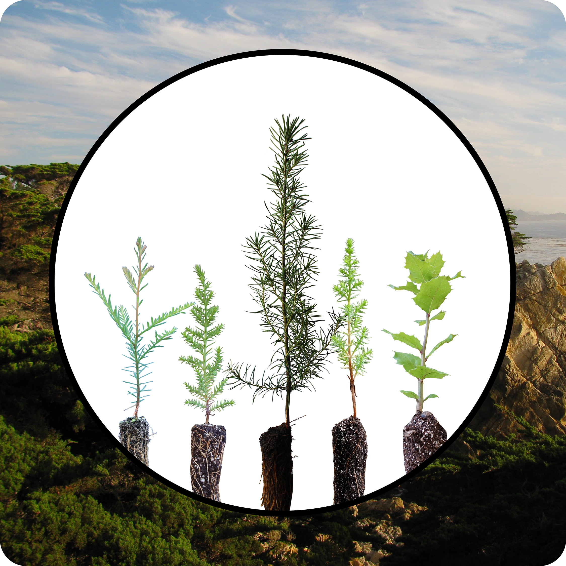 Trees of Monterey | Collection of 5 Tree Seedlings | The Jonsteen ...