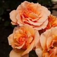 Heirloom Roses - Brandy™ Hybrid Tea Rose Bush - Orange Roses Live ...