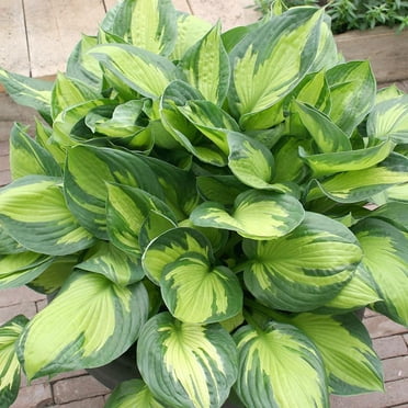 Giant Hosta Perennial Plant - 3 Bare Roots - Blue-Green and Yellow ...