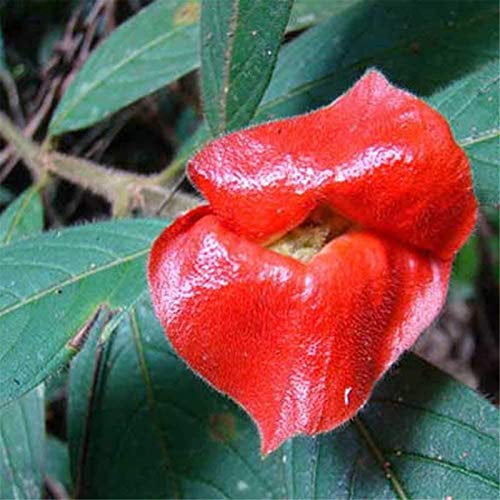 Red Lips Flower Seeds | Lipstutorial.org